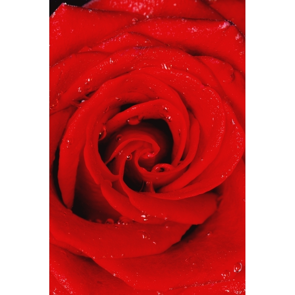 Red Rose With Water Drops Poster Print - Walmart.com