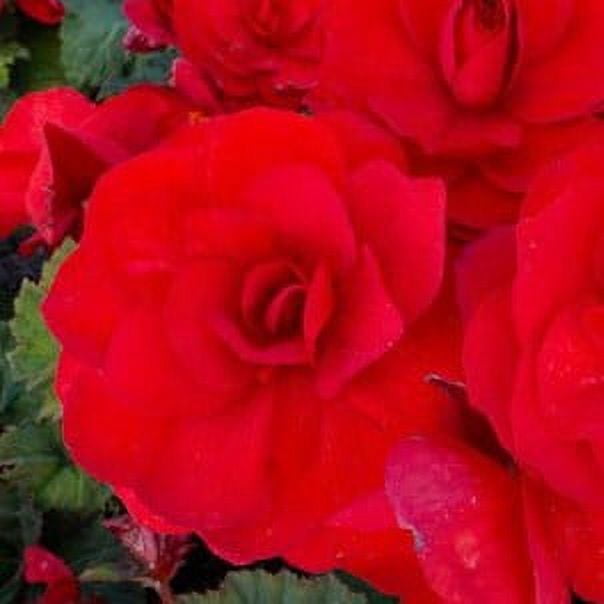 Red Roseform Begonia (5 Bulbs) - Flourishing Venture - Walmart.com
