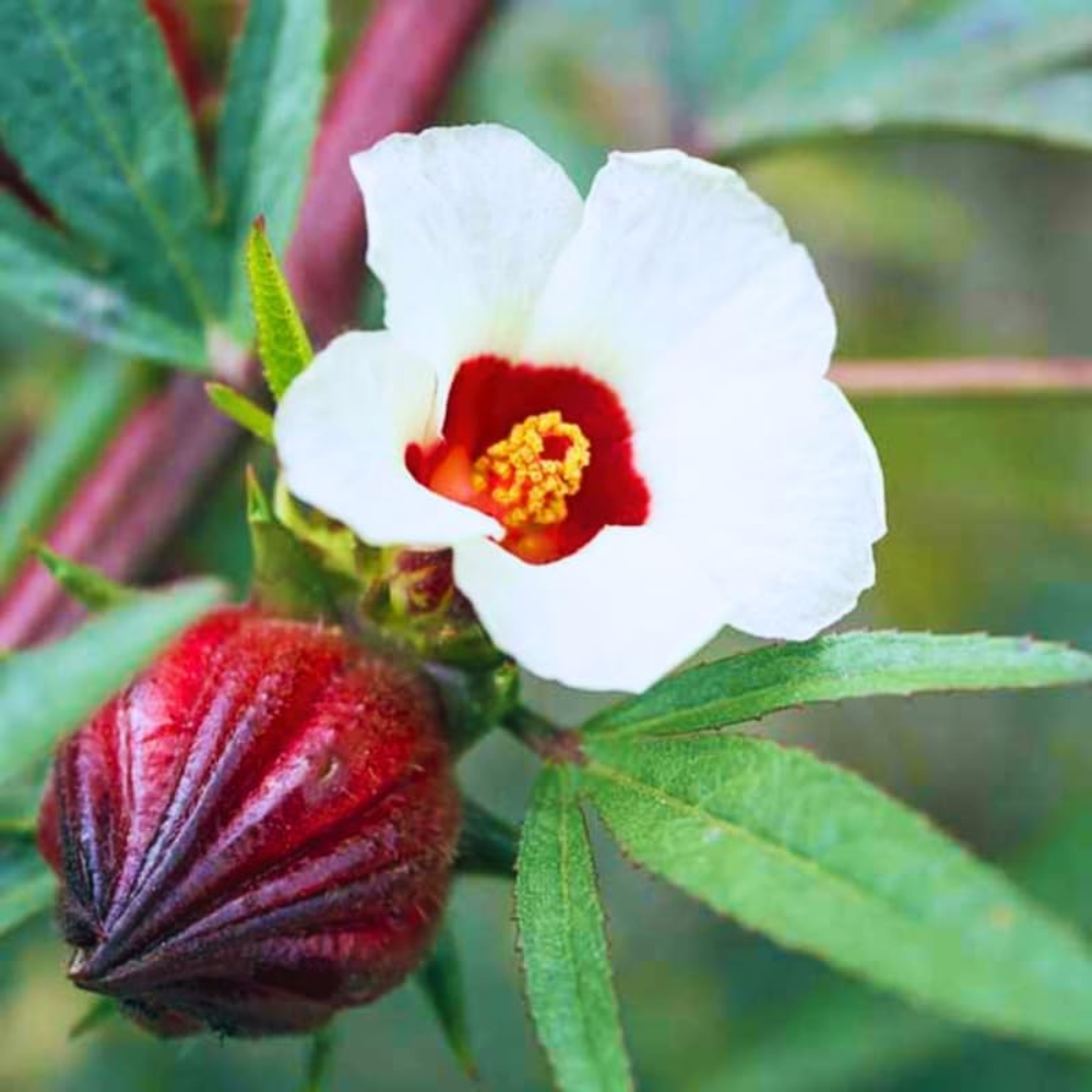 Red Roselle Hibiscus Plant, Hibiscus Sabdariffa, Sorrel Jamaica ...