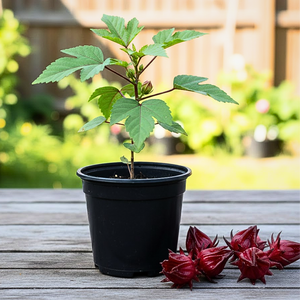 Red Roselle Hibiscus Plants Live, Red Roselle Plant, 8-12 inches Tall ...