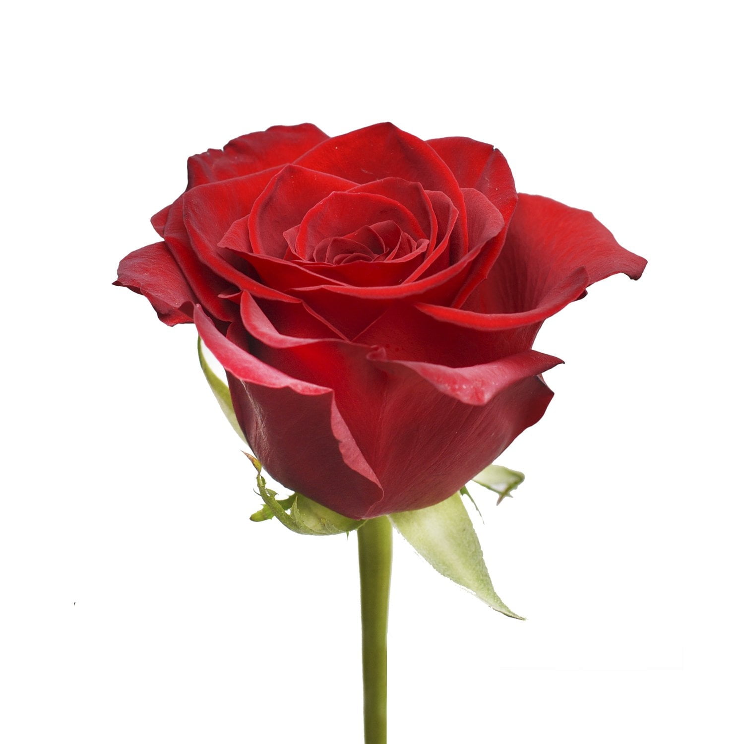 Red Roses - Farm Farm Direct Fresh Cut Flowers - 75 Stems by ...