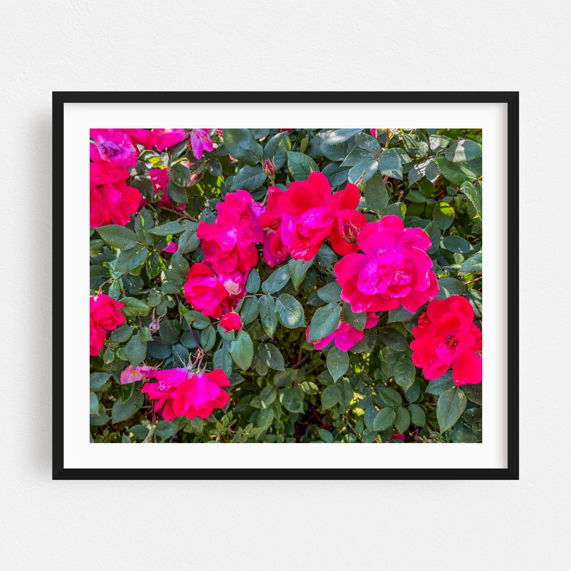 Red Roses in the Morning Dew - Pennsylvania Photography Flowers Floral ...