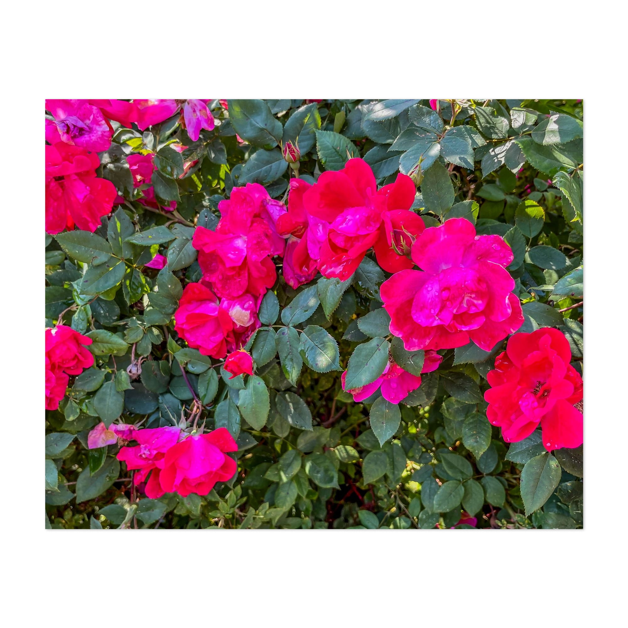 Red Roses in the Morning Dew - Pennsylvania Photography Flowers Floral ...