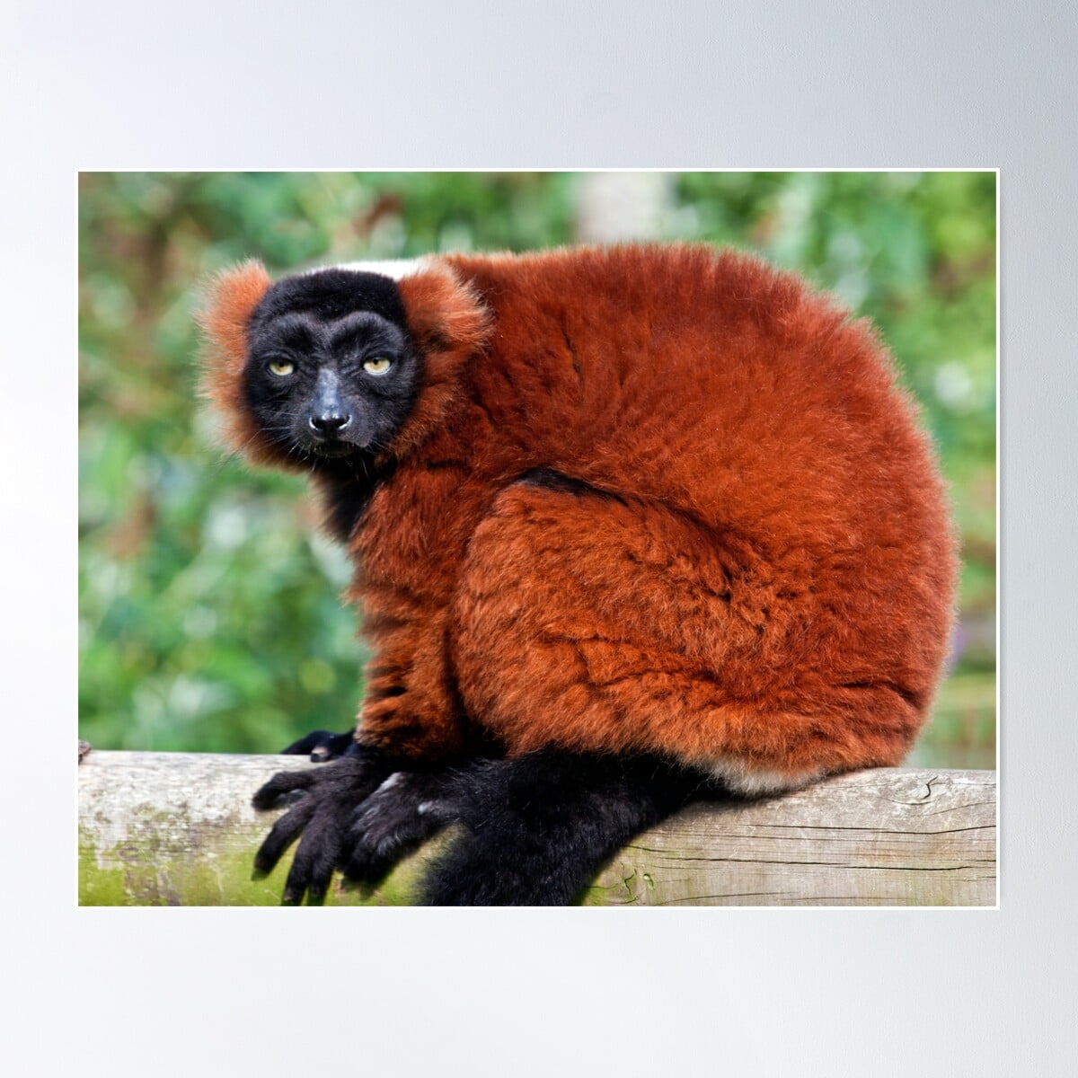 Red Ruffed Lemur Varecia Rubra Poster Wall Art, Modern Wall Decor For ...