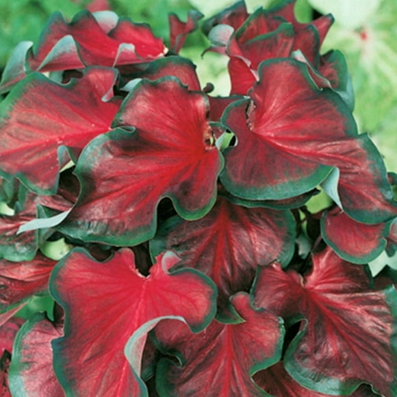 Red Ruffle Caladium