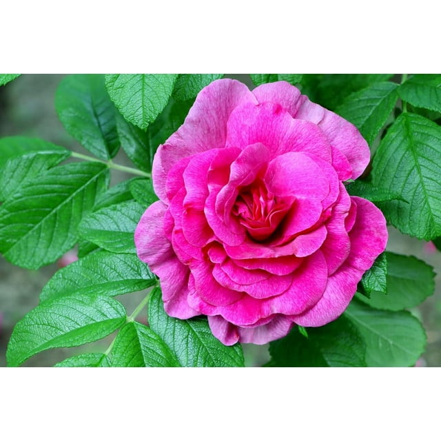 Red Rugosa Rose Bush Seeds for Planting (50 Seeds) - Rosa Rugosa Rubra ...
