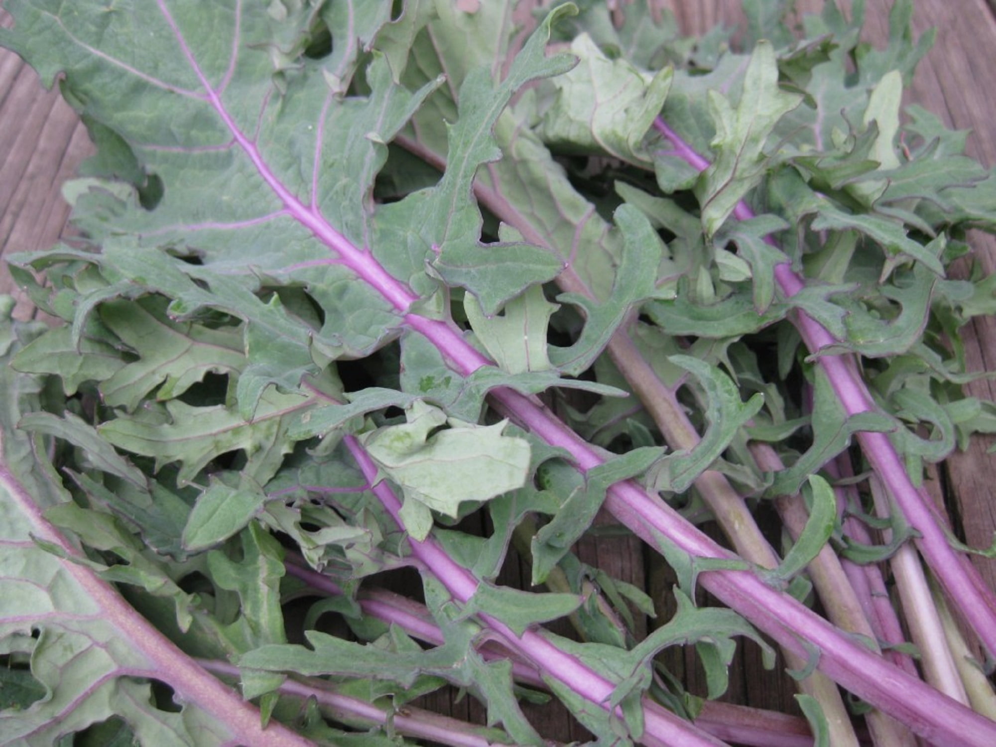 Red Russian Kale, 200 Seeds, Non-GMO Garden Seeds by Country Creek ...