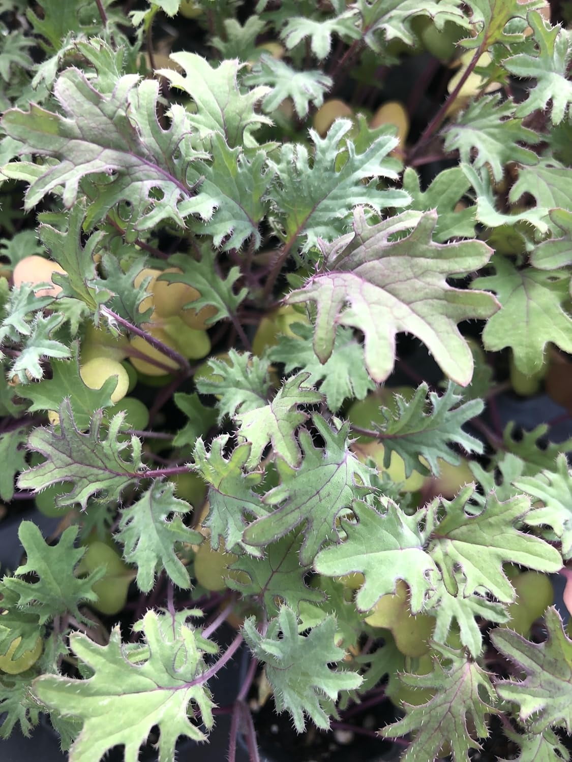Red Russian Kale ~ 5 Live Starter Plants - Walmart.com