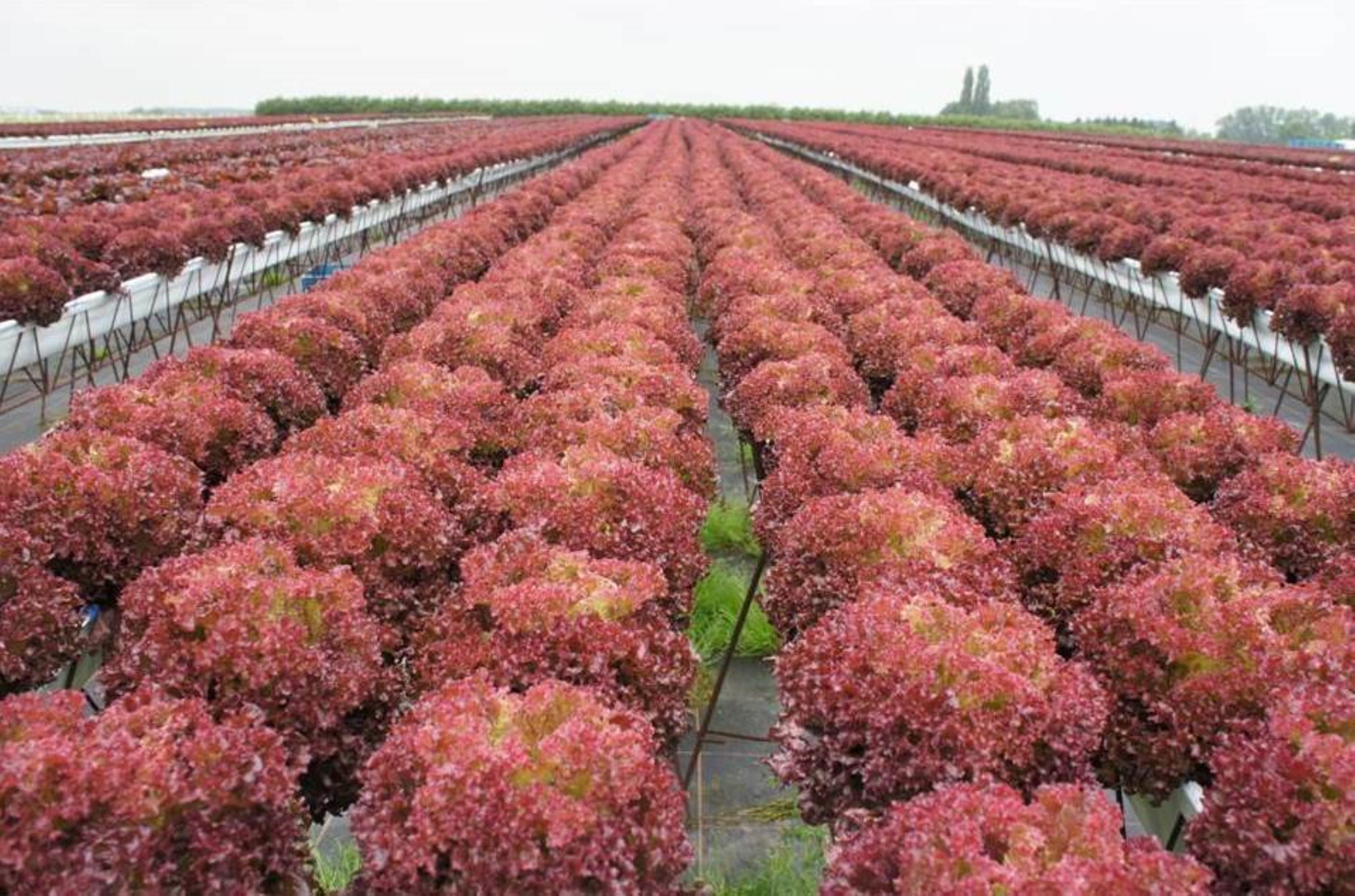 Red Russian Kale Seeds/Annual/Full Sun/2000 Seeds 1/4 oz/Zellajake Farm ...