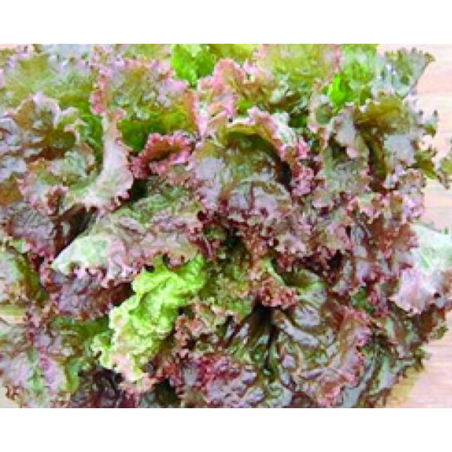 Red Sails Lettuce Seeds - Walmart.com