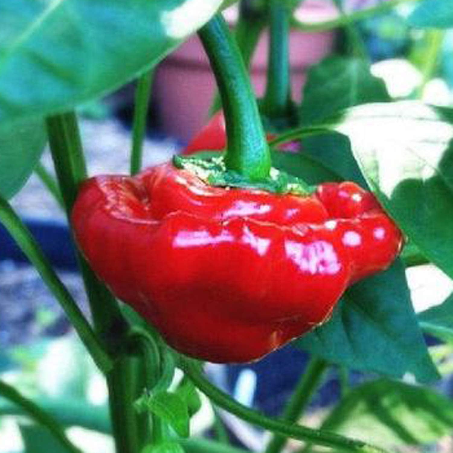 Red Scotch Bonnet Jamaican Pepper Seeds - Approximately 20 Seeds E11 ...