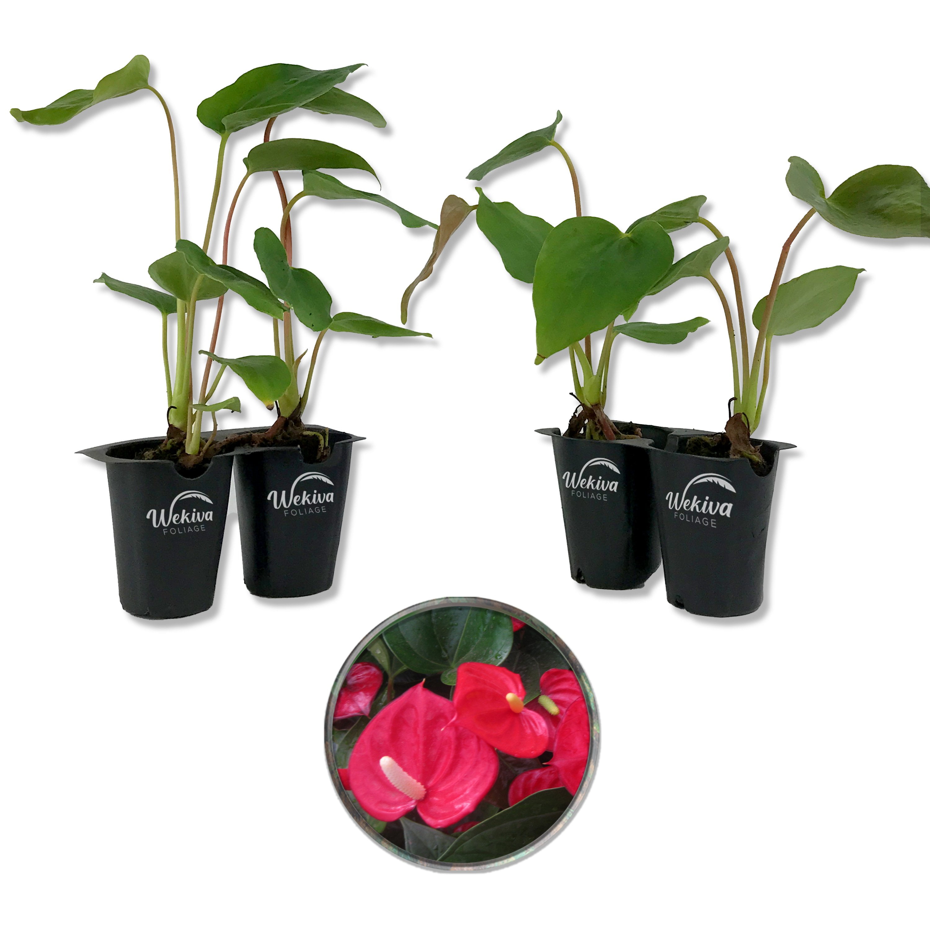 Red Sensation Anthurium - 4 Live Starter Plants in 2 Inch Pots ...