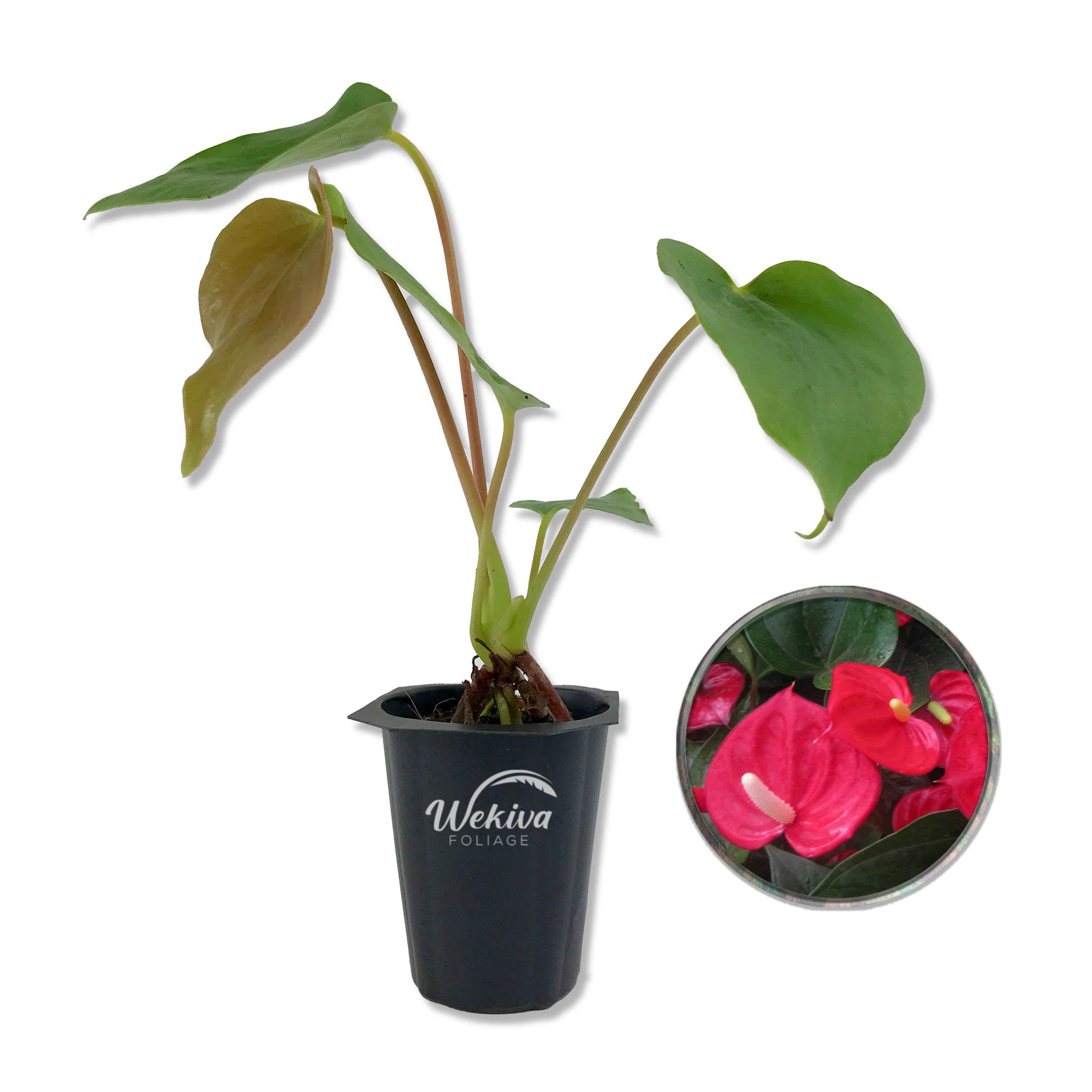 Red Sensation Anthurium - Live Starter Plant in a 2 Inch Pots ...