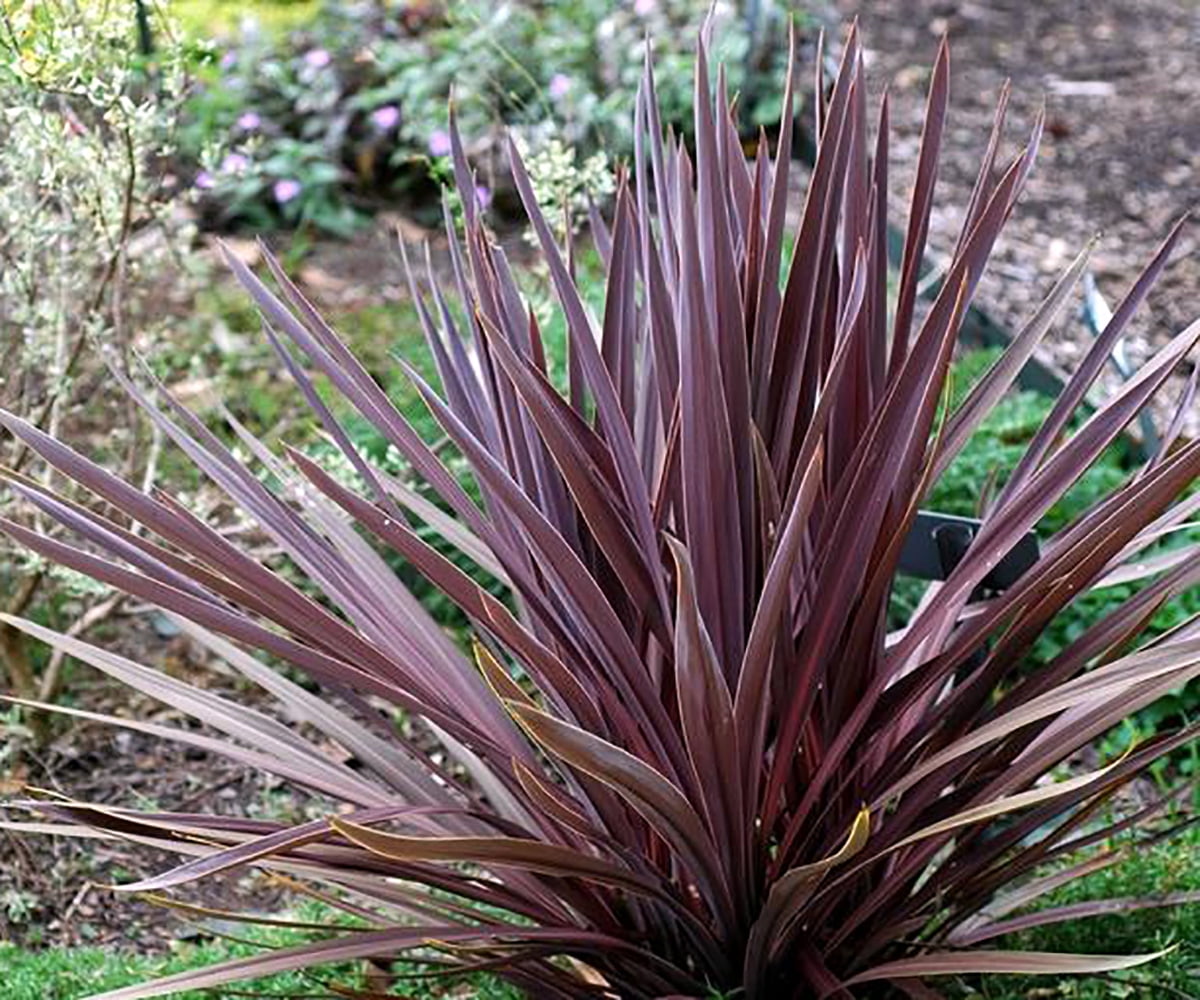 Red Sensation Hawaiian Ti Plant - Cordyline - 2.5" Pot - House Plant ...