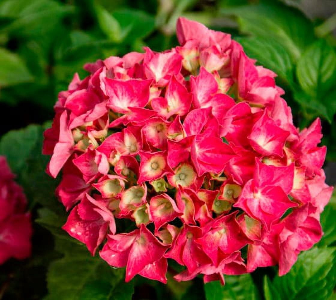 Red Sensation Next Gen. Hydrangea - Live Flowering Shrub Plant - (1 QT ...