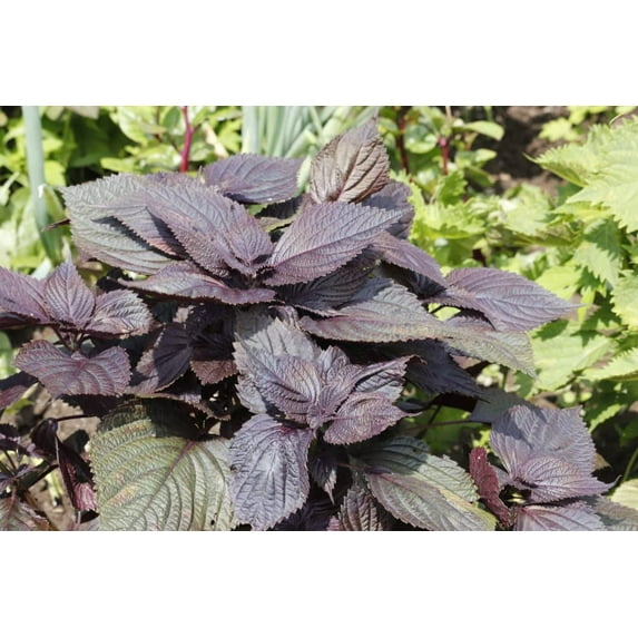 Red Shiso, 200+ Seeds, Sushi Bar, Asian Heirloom, Cool Weather ...