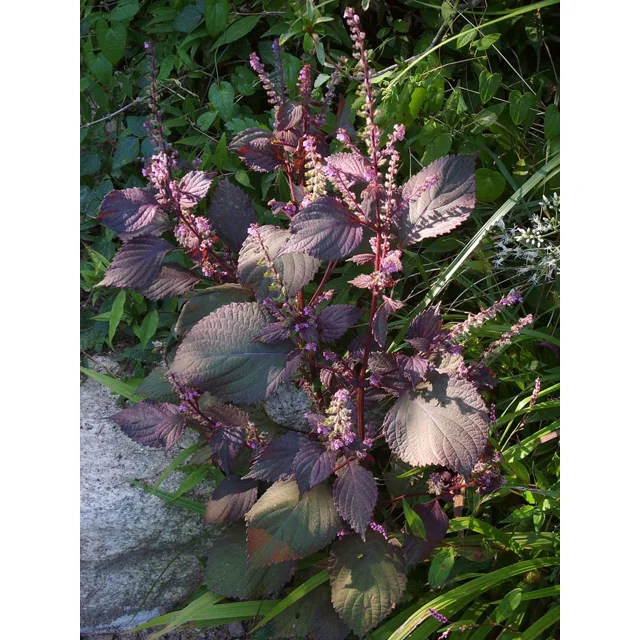 Red Shiso Japanese Perilla Leaf frutescens Premium Seed Packet ...