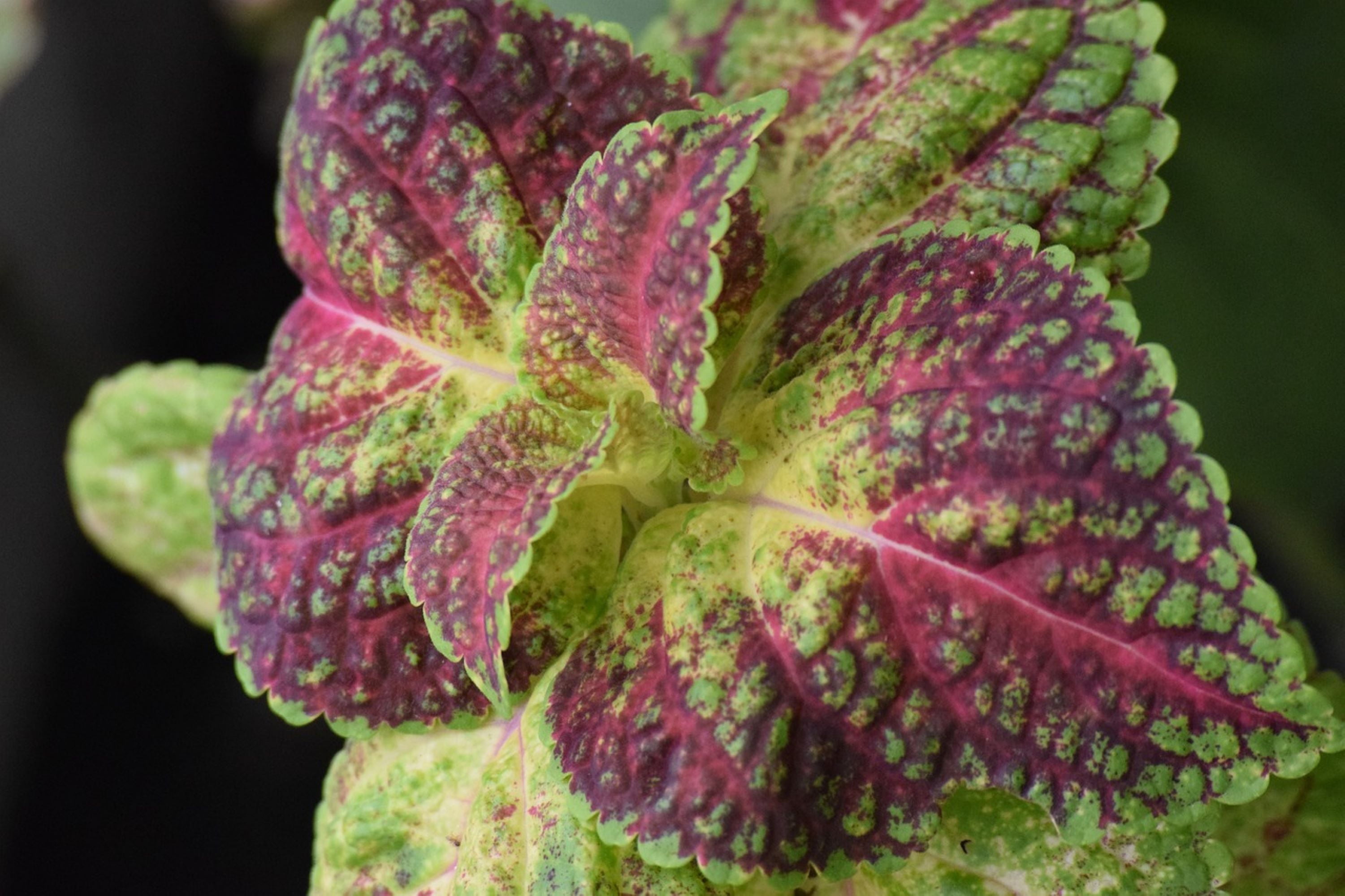 Red Shiso Perilla Seeds/ Perennial/ Full Sun/1000 Seeds 2 Grams ...