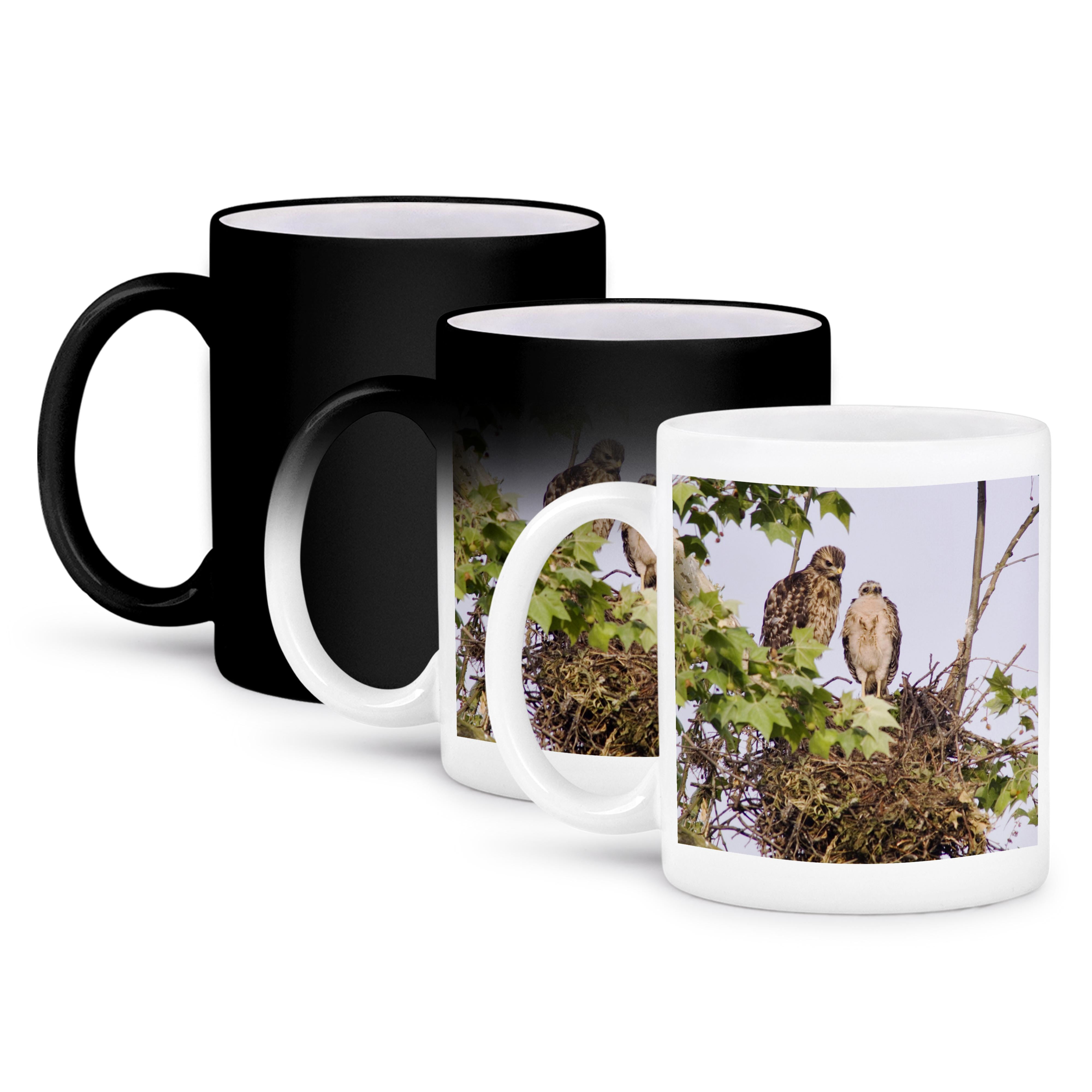 3drose, Red-shouldered Hawk, Bird in Sycamore, Texas - Na02 Rnu0244 ...