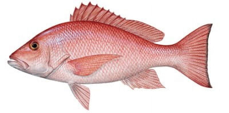 Red Snapper Decal - Walmart.com