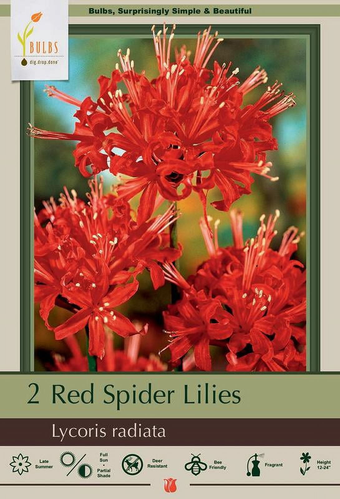 Perennial Red Spider Magic Lily - 2 Lycoris radiata Bulbs, 10/+ cm ...