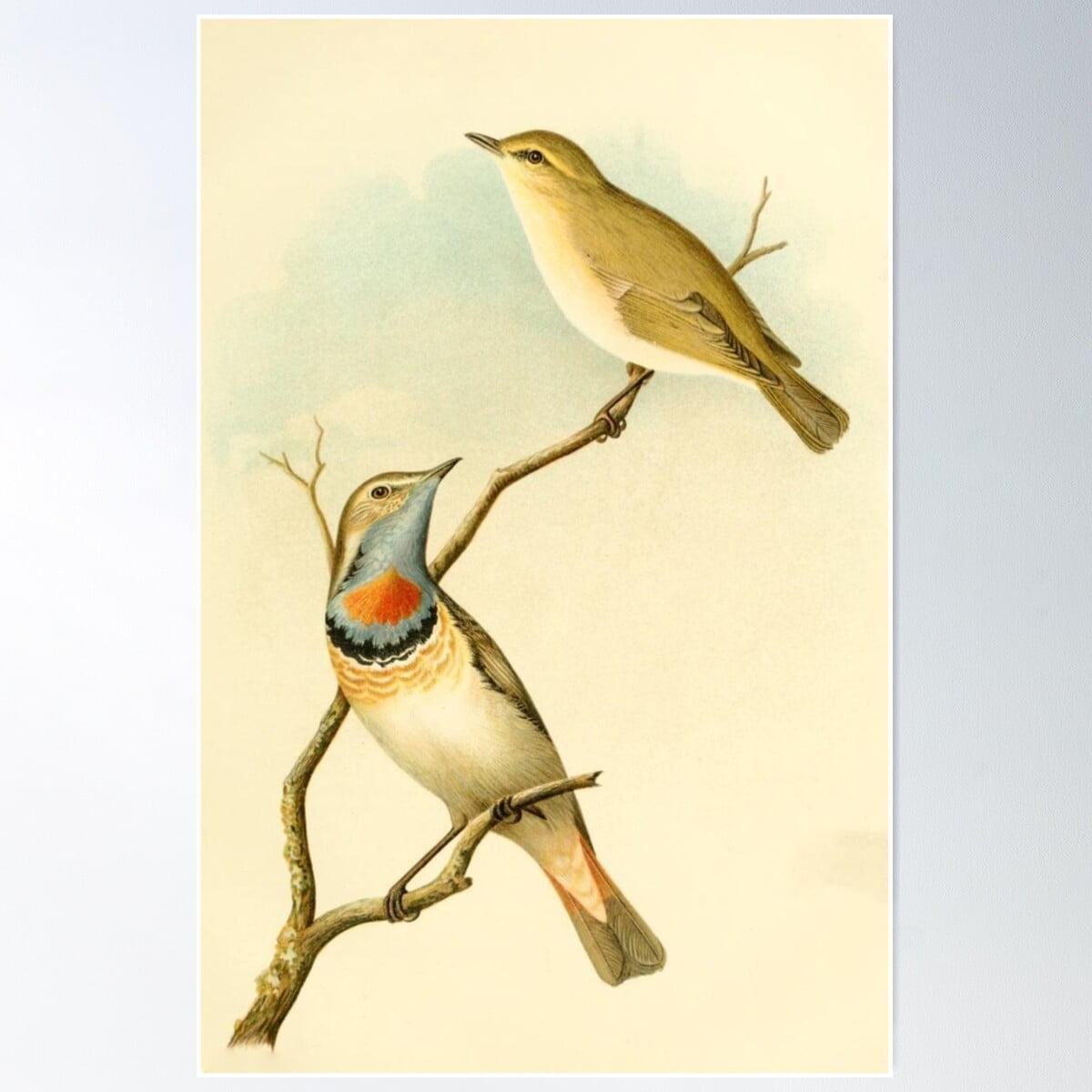 Red Spotted Bluethroat And Willow Warbler Poster Wall Art, Modern Wall ...