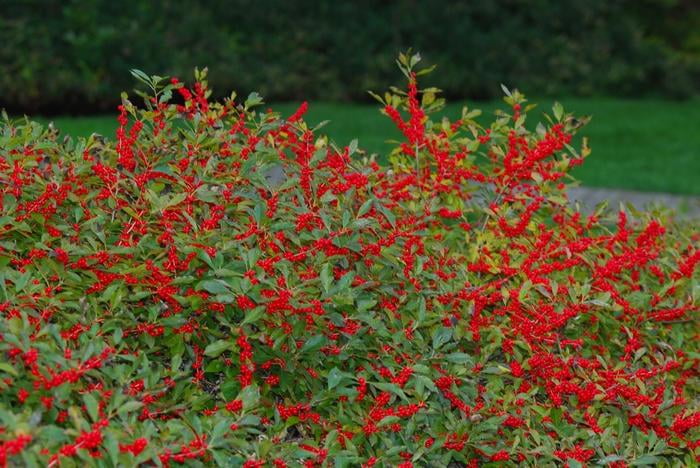 Red Sprite Winterberry-Compact Shrub for Winter Interest 3 Gallon ...