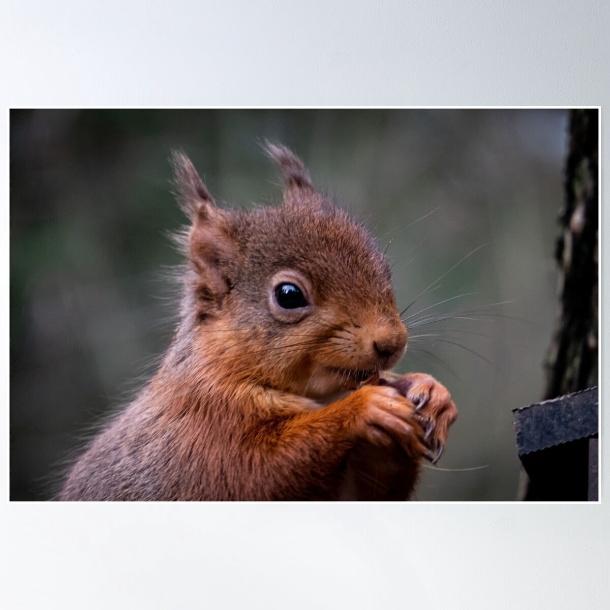 Red Squirrel Eating - Close Up Squirrel Photography Poster Wall Art ...