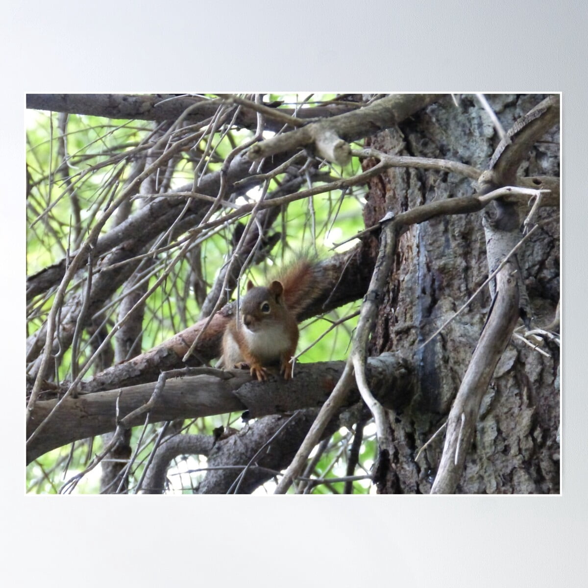 Red Squirrel In Corner Brook Newfoundland Poster Wall Art, Modern Wall ...