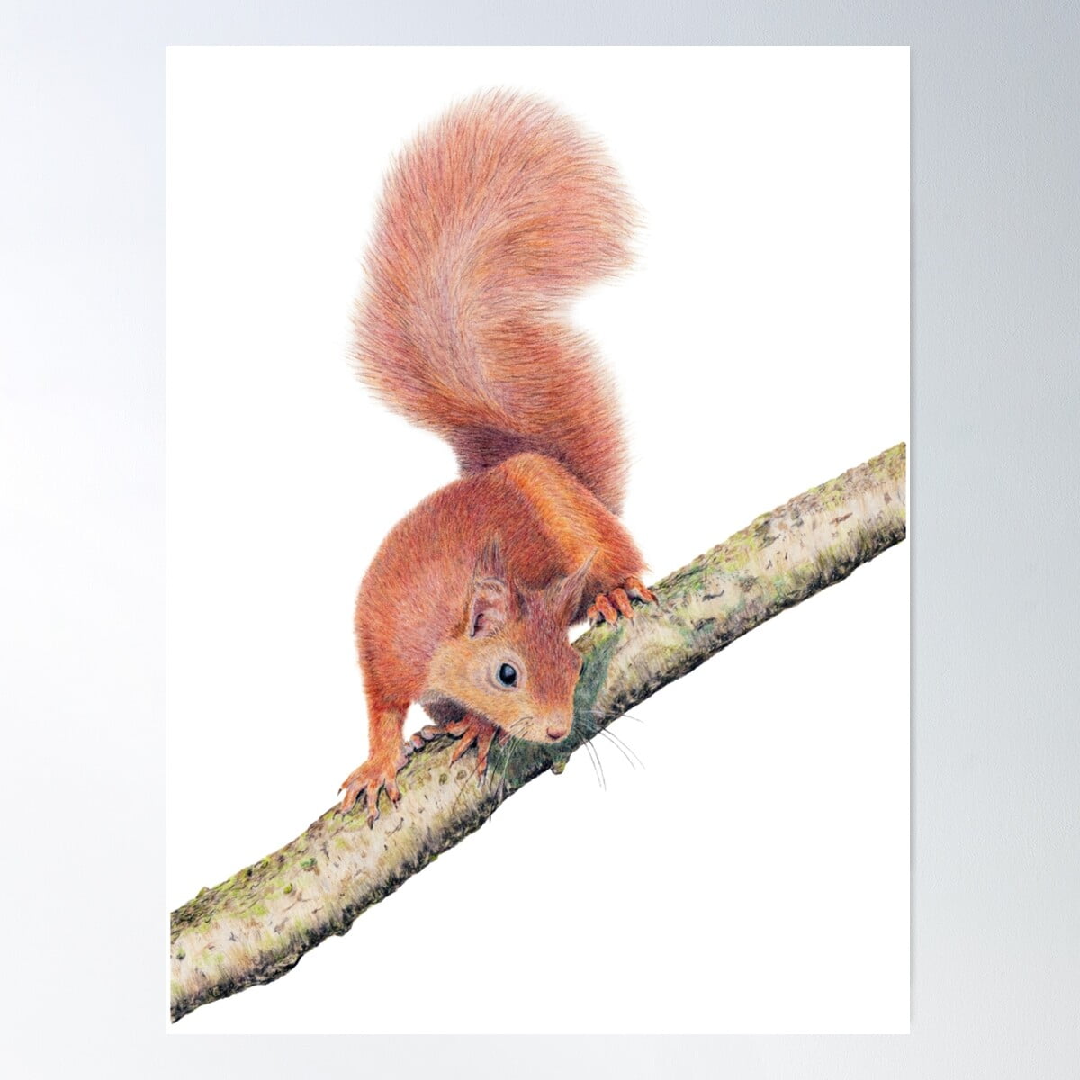 Red Squirrel Poster Wall Art, Modern Wall Decor For Living Room Bedroom ...