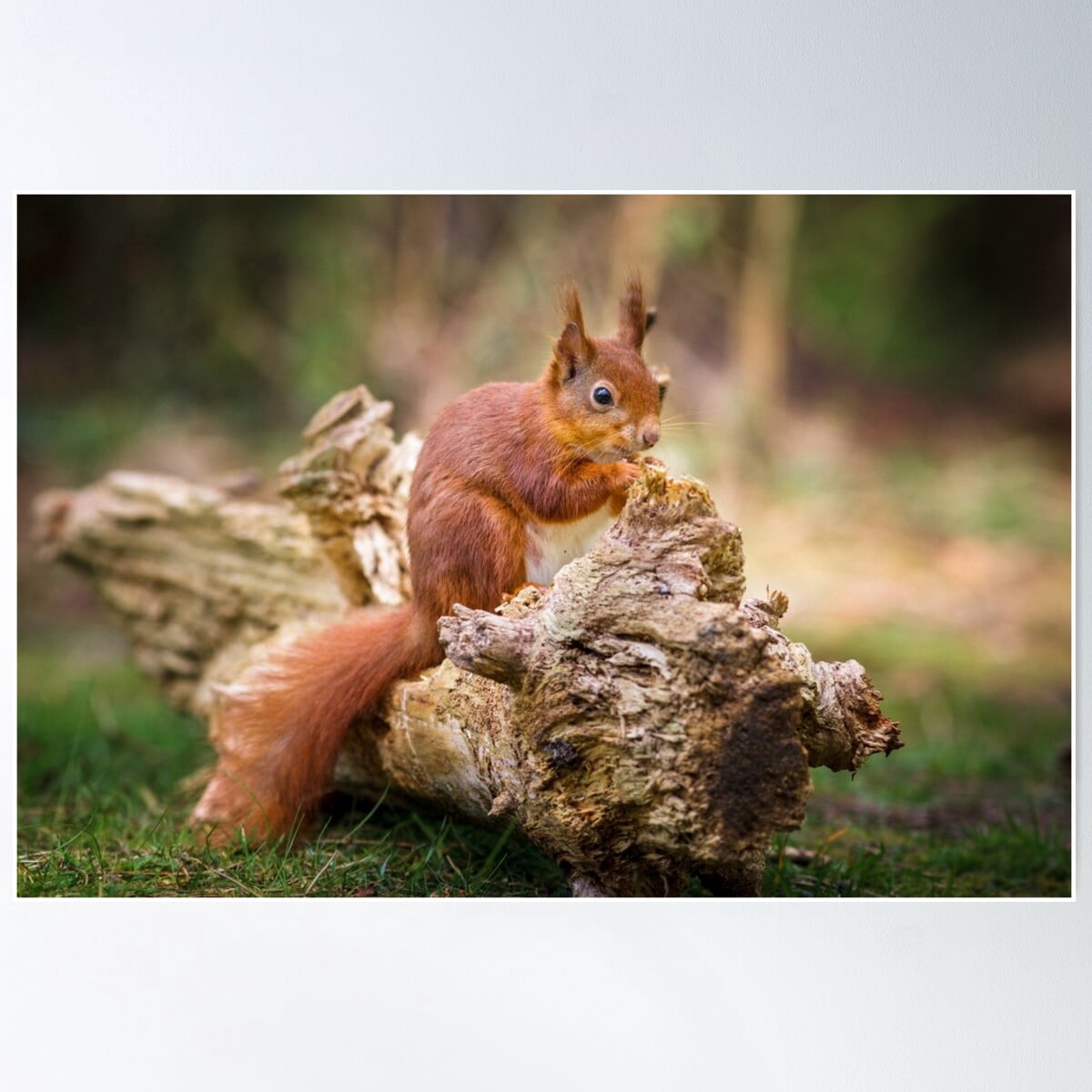 Red Squirrel, Sciurus Vulgaris Poster Wall Art, Modern Wall Decor For ...