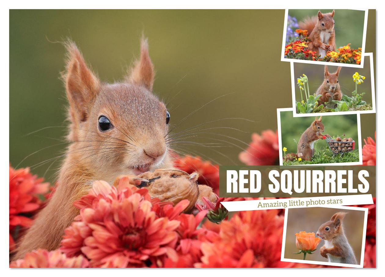 Red Squirrels - Amazing little photo stars (Monthly Wall Calendar 2026 ...