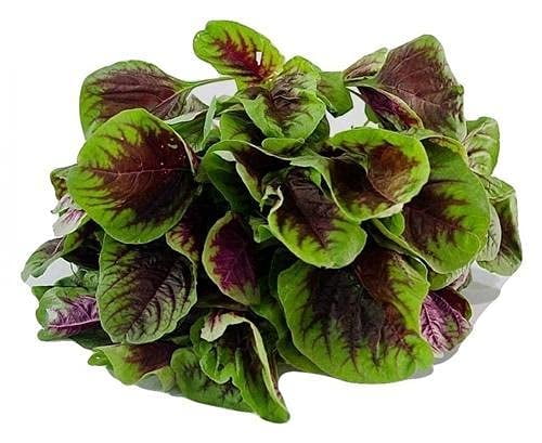 Red Stripe Leaf Amaranth Seeds - Unique, MHD1Edible Spinach-Like Salad ...