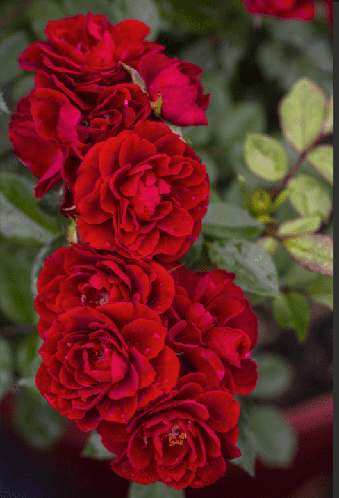 Red Sunblaze® Miniature Rose Bush - Hardy - 2.5" Pot - Walmart.com
