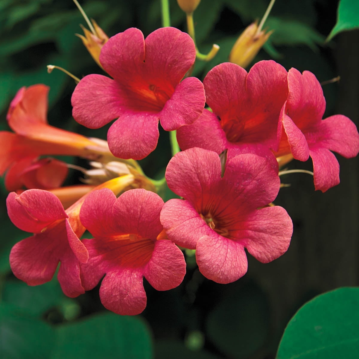 Hardy Red Sunset Trumpet Vine, Climbing Flowers, Dormant Bare Root ...