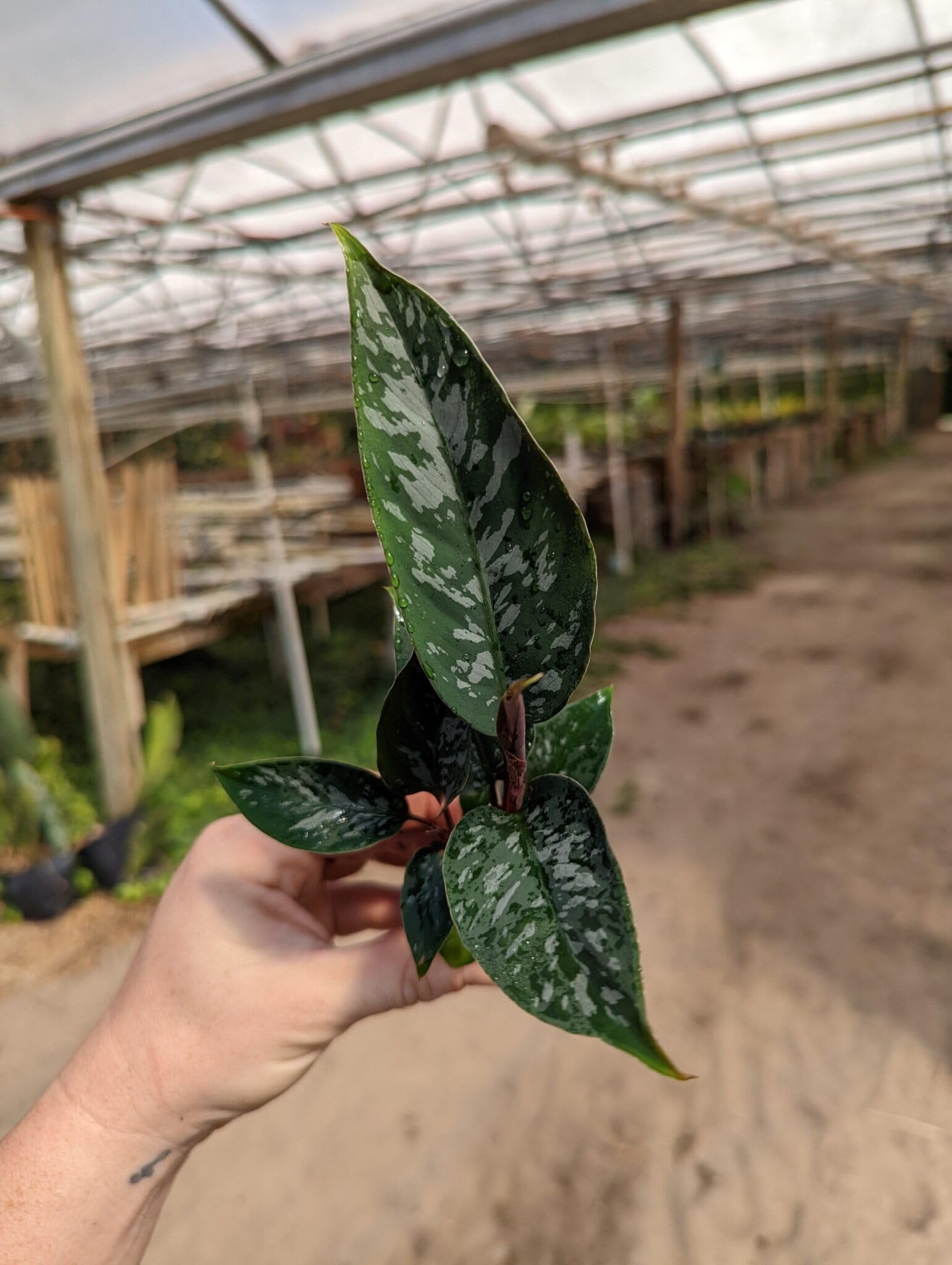 Red Sword Homalomena - 4 Live Starter Plants in 2 Inch Grower's Pots ...