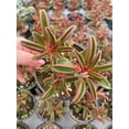 Red Taco Plant, 4 inch Peperomia graveolens Ruby Glow - Walmart.com