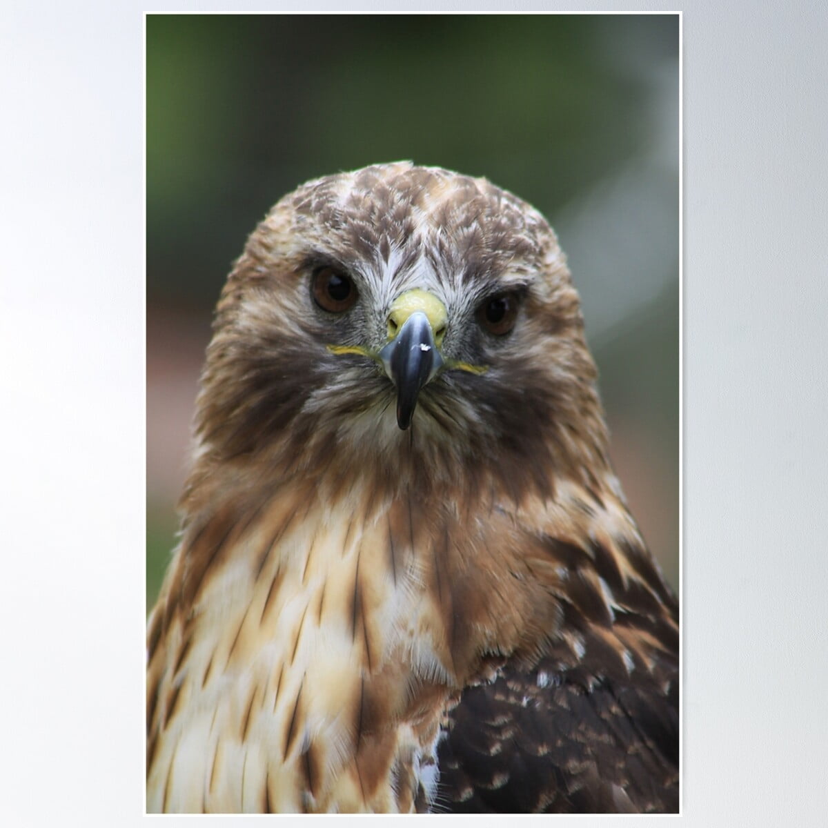 Red-Tailed Hawk Poster Wall Art, Modern Wall Decor For Living Room ...