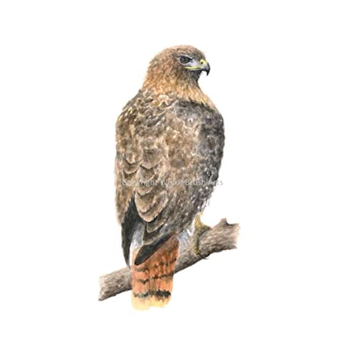 Red-Tailed Hawk Watercolor Print (5x7 inches) - Walmart.com