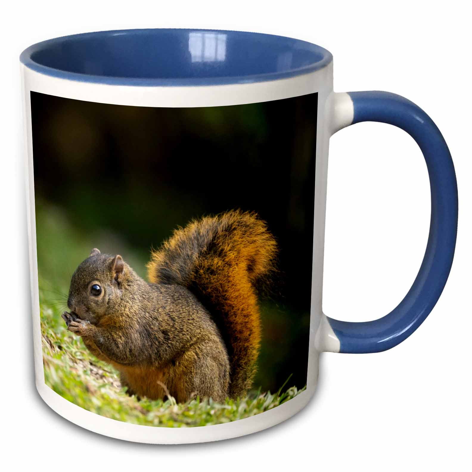3drose, Red-tailed Squirrel, Bosque Del Paz, Costa Rica, 11oz Two-tone ...