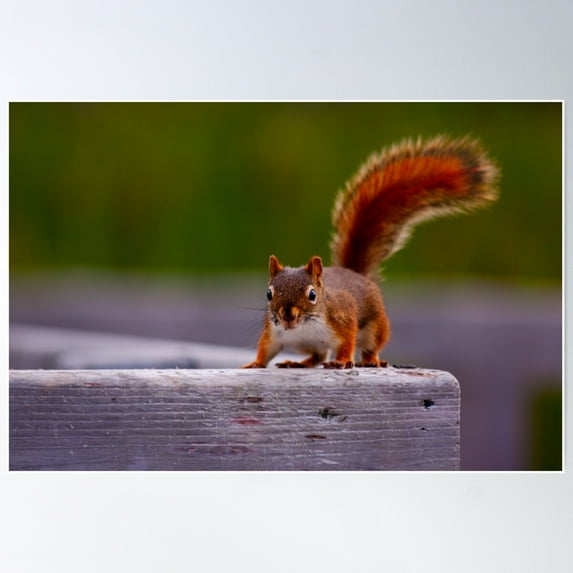 Red Tailed Squirrel Poster Wall Art, Modern Wall Decor For Living Room Bedroom, 16x24 UNFRAMED ...