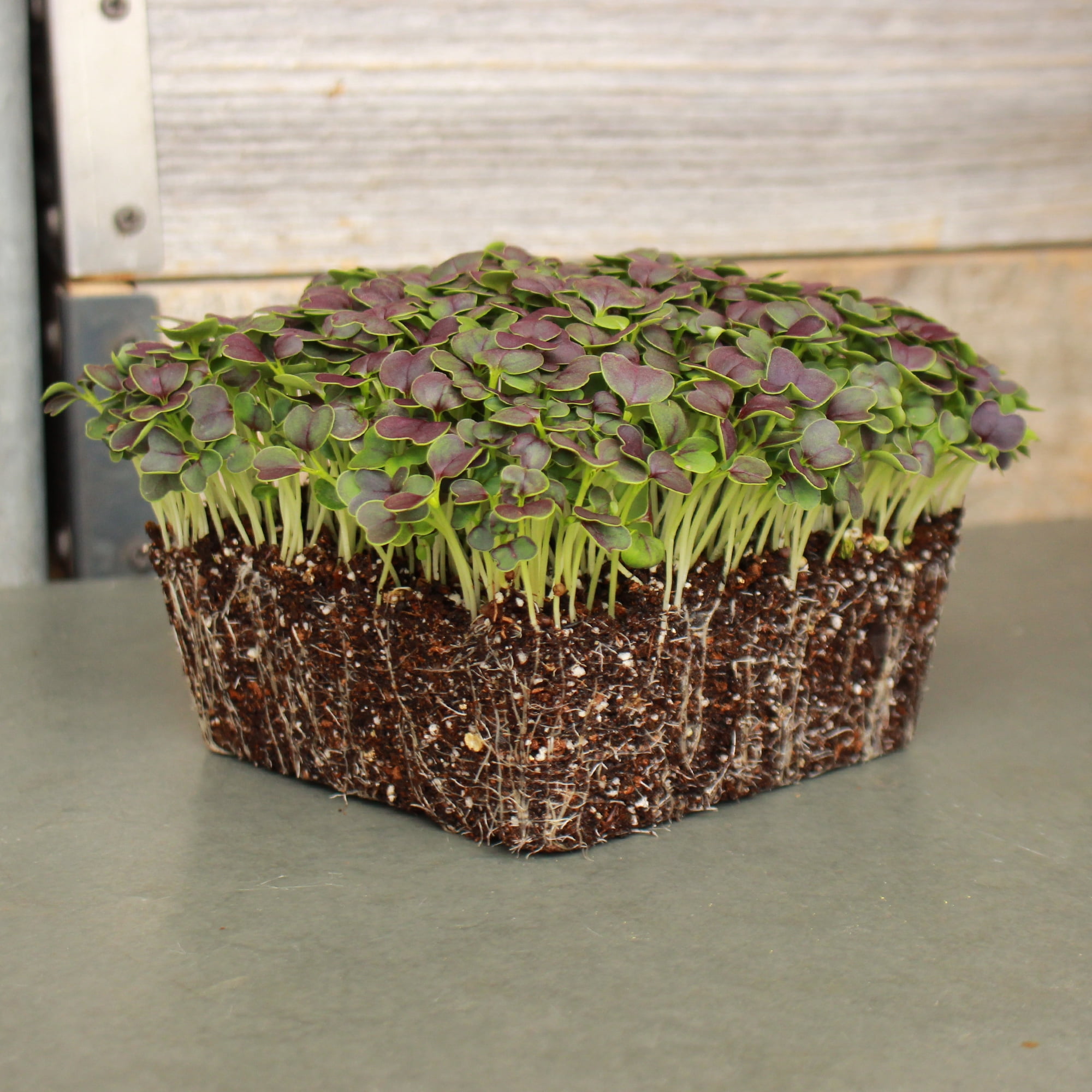 Red Tatsoi Mustard Seeds - 25 Lb Bulk - Herb & Vegetable Gardening ...