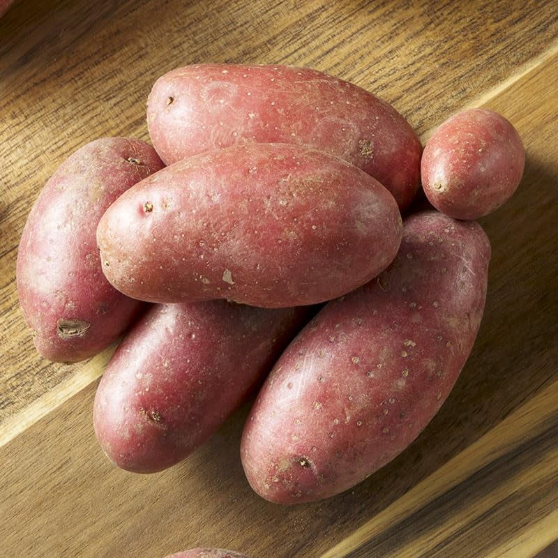 Red Thumb Fingerling Potato - Grow Your own Food - Ready to Plant ...