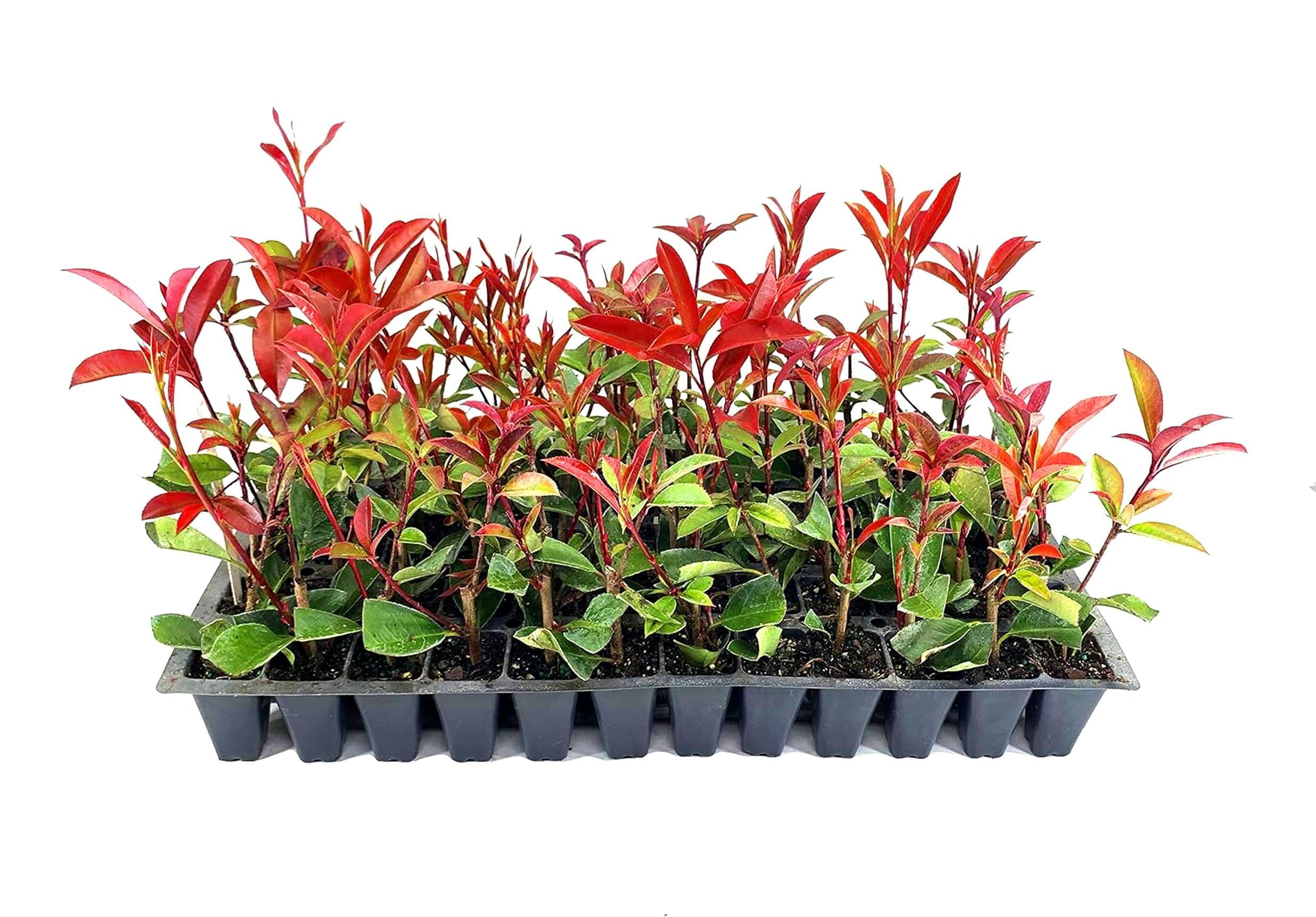 Red Tip | 30 Live Plants | Photinia Fraseri | Evergreen Shrub, Fast ...