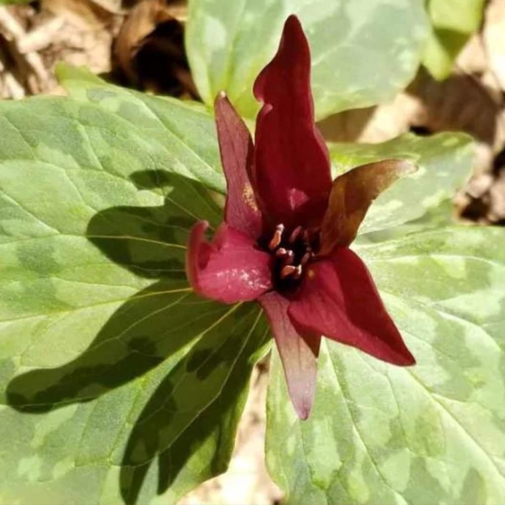 Red Toadshade Trillium - Fragrant Woodland Garden Plant - 10 Root ...