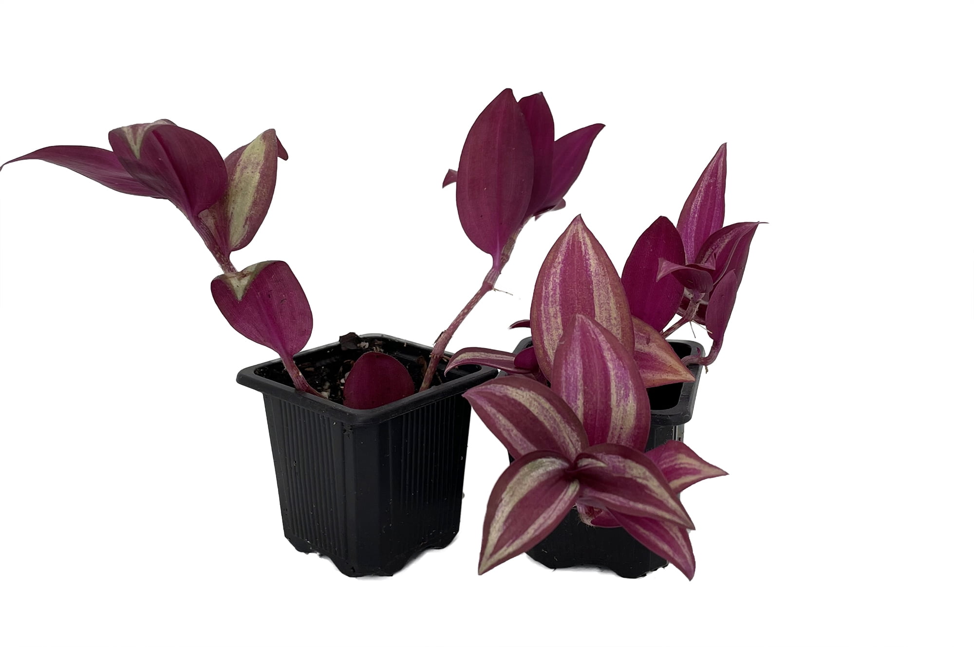 Red Tradescantia - 2 Plants - 3" Pots - House Plant - Walmart.com