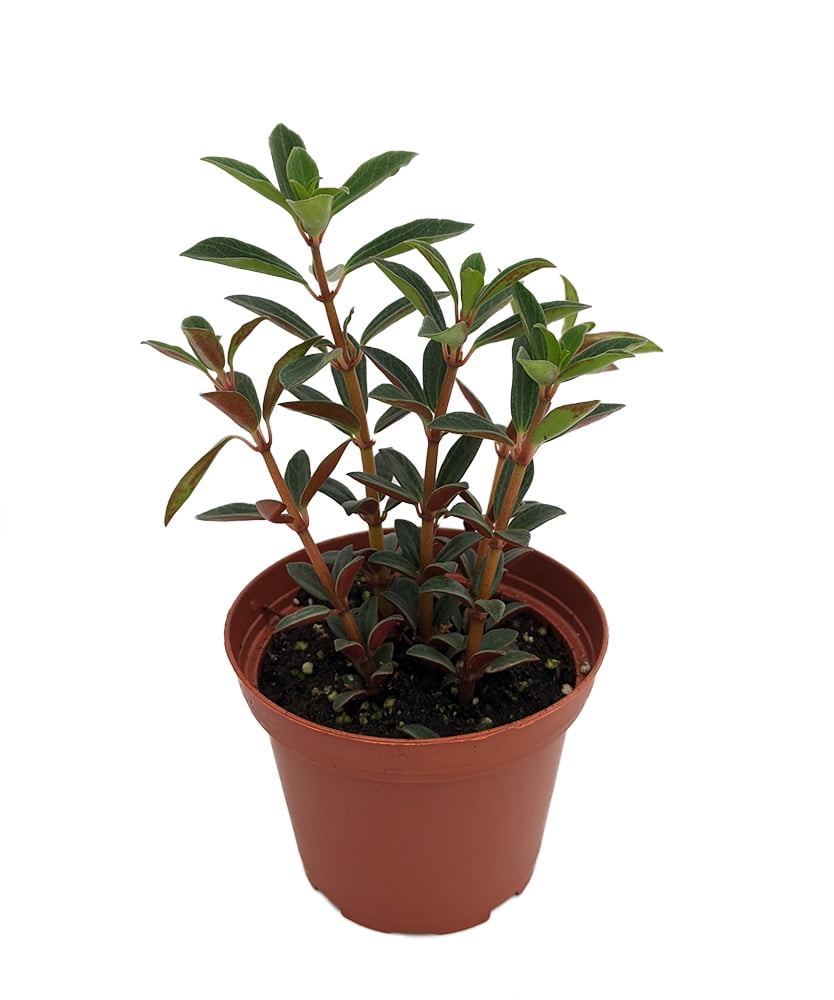 Red Trailing Peperomia rubella - 3.7" Pot - Walmart.com