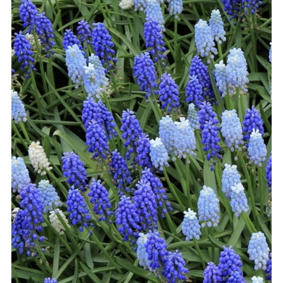 Mixed Blue Muscari Bulbs – Light & Dark Blue Grape Hyacinths – Easy to Grow Perennial Flowers ...