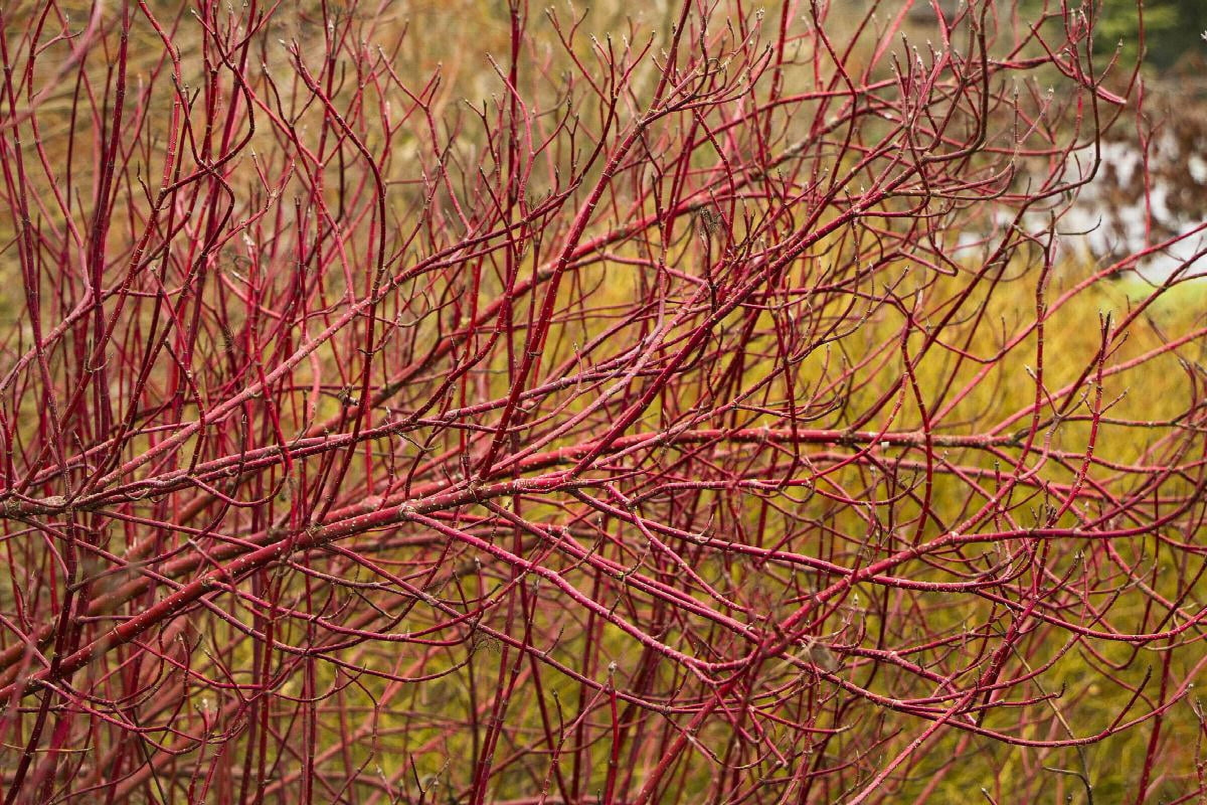 Red Twig Dogwood Live Plant 12-18" in Height in a #3 Container ...