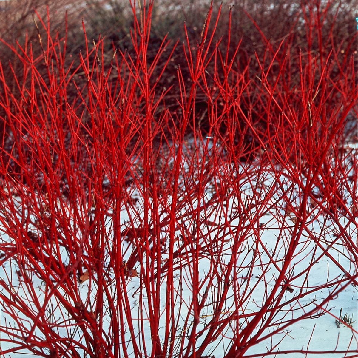 Live Outdoor Plants - Red Twig Dogwood Ornamental Shrub, Deciduous, 2. ...